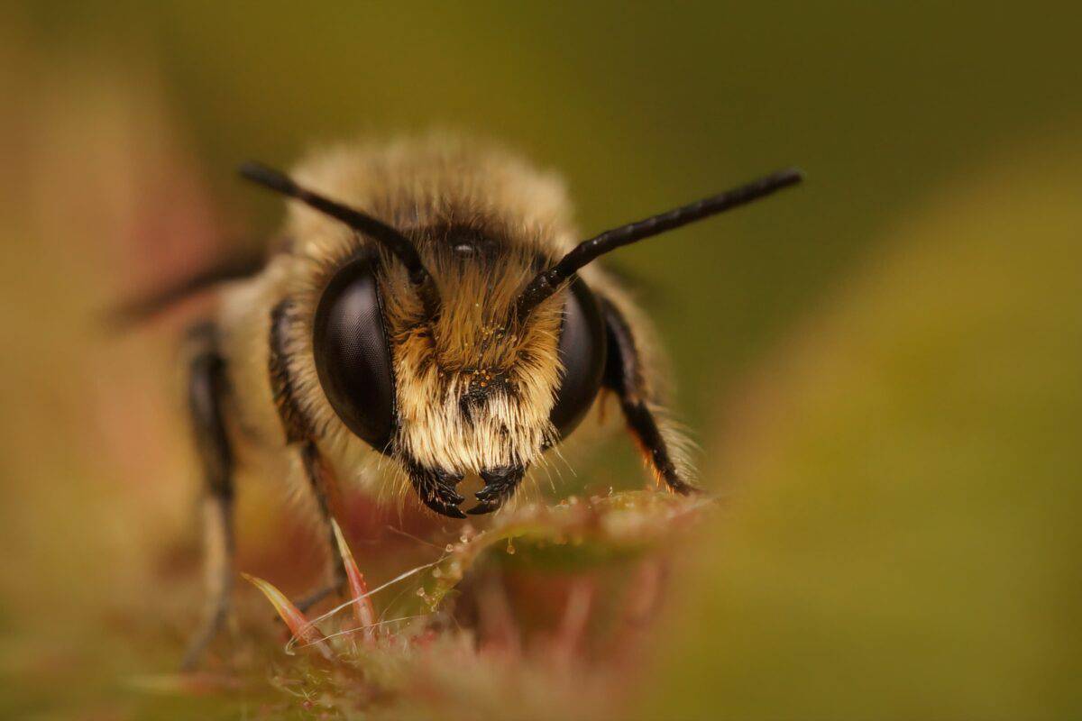 The importance of Bee's on our planet – Organic Innovation