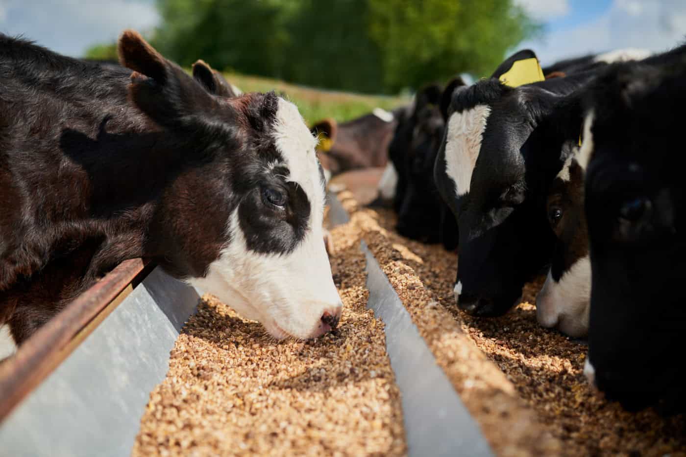 Why you should use grass fed protein – Organic Innovation